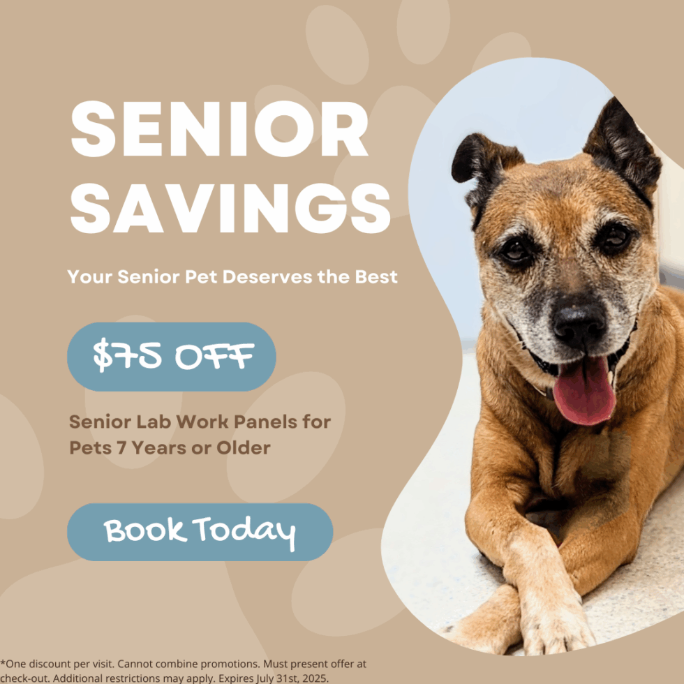 Specials | Abel Pet Clinic